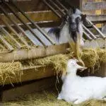 Goat သည်အဘယ်အရာနှင့်တူသနည်း။ အထွေထွေဖော်ပြချက်နှင့်မျိုးပွားအမျိုးမျိုး, ရွေးချယ်နည်း 8167_10