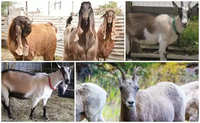 Различни кози