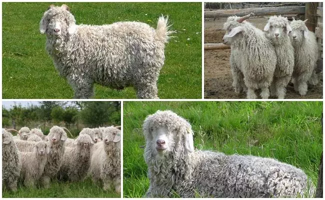 Woolen Goat.