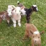 Goat သည်အဘယ်အရာနှင့်တူသနည်း။ အထွေထွေဖော်ပြချက်နှင့်မျိုးပွားအမျိုးမျိုး, ရွေးချယ်နည်း 8167_9