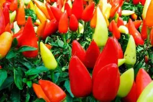 Karakteristisk og beskrivelse av varianter av pepper Victoria, Ivango, ømhet, blonde, helse
