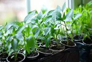 Växande chili peppar hemma på fönsterbrädan eller balkongen