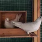 Comment les pigeons de messagerie savent où voler: comment s'entraîner et la vitesse moyenne 8177_5