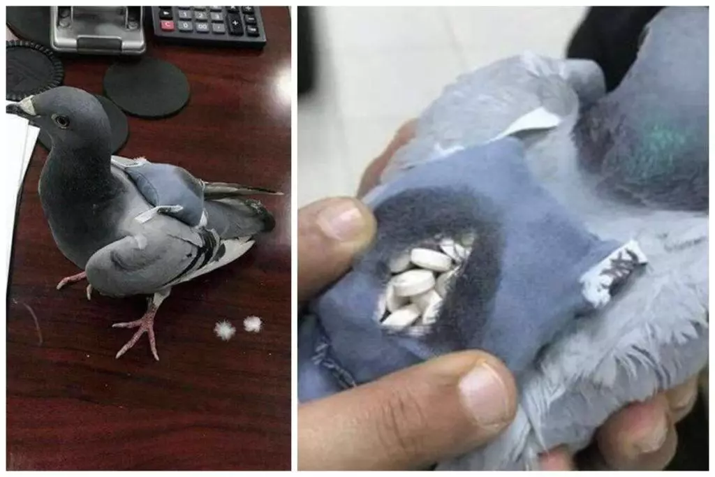 Pigeons postaux