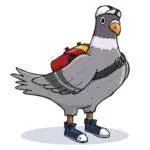 Comment les pigeons de messagerie savent où voler: comment s'entraîner et la vitesse moyenne 8177_8