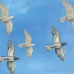 Comment les pigeons de messagerie savent où voler: comment s'entraîner et la vitesse moyenne 8177_9