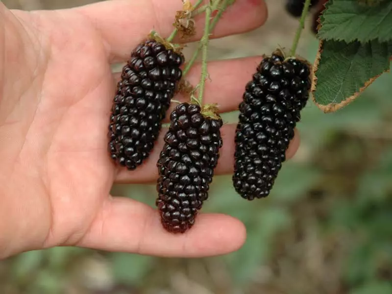 ಬ್ಲ್ಯಾಕ್ಬೆರಿ ಕರಾಕಾ ಕಪ್ಪು