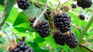 Beskriuwing en fariëteiten fan BlackBerry Tornfrey, kultivaasje en soarch, de foarming fan in bush