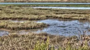 沼泽土壤，腐殖质和生育含量的特征和性质