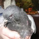 کبوتروں میں ornithoses: علامات اور علاج، انسان کے لئے انفیکشن کا خطرہ 8194_1