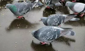 Hoe kun je een wilde duif van de straat naar hand en duif, training temmen