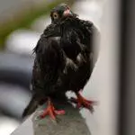 비둘기의 ornithos : 증상 및 치료, 사람을위한 감염 위험 8194_13