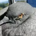 कबूतर मध्ये Ornithoses: लक्षणे आणि उपचार, मनुष्य साठी संक्रमण धोका 8194_14