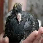 Ornithoses in duiven: symptomen en behandeling, gevaar voor infectie voor de mens 8194_2