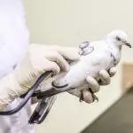 ornithoses ในนกพิราบ: อาการและการรักษาอันตรายจากการติดเชื้อสำหรับมนุษย์ 8194_5