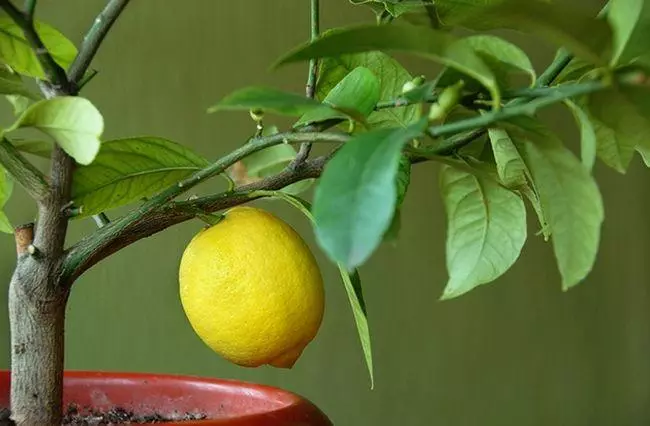 Não floresce limão