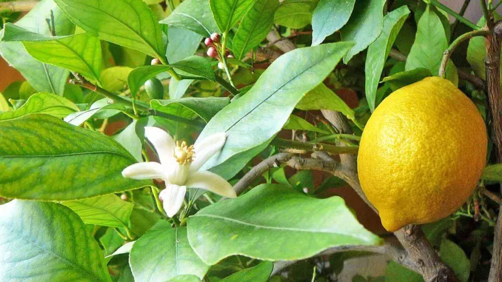 Entong kembang lemon