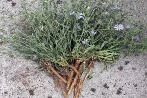 自宅でチコリーの根と花を集めて乾かす方法