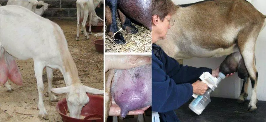 Što učiniti sa oticanjem vimena iz koze nakon porođaja i uzrok države, liječenje