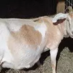 The swelling of udder from the goat after childbirth: what to do and causes, rules of treatment 8203_7