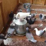 Beber tigela para pombos: do que você pode fazer e fazer suas próprias mãos 8206_2