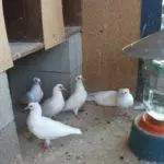 Поїлка для голубів: з чого можна зробити і виготовлення своїми руками 8206_4