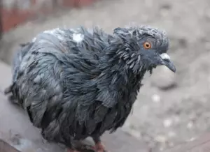 What infections are transferred pigeons and dangerous for humans