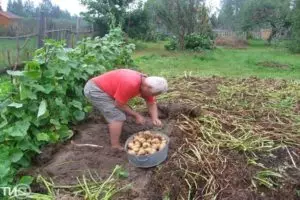 Aturan tuwuh lan ngrawat kentang miturut metode kizyma