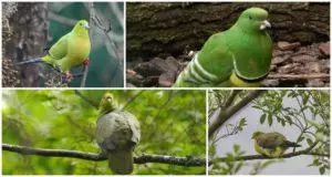 Опис и животни стил зелених голубова, станишта и дистрибуције