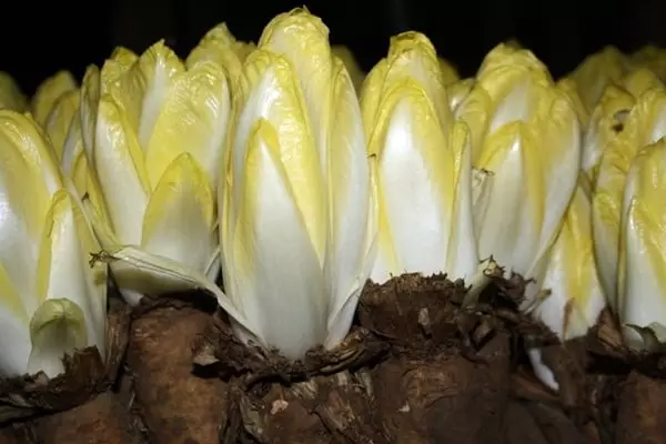 Chicory vitlug-entsalada