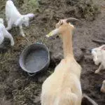 Kapan meledakkan kambing dari kambing: Cara memberi makan dan tumbuh tumbuh 8235_5