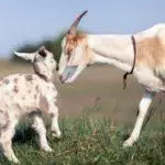 Quando detonar a cabra da cabra: Como se alimentar e crescer 8235_9
