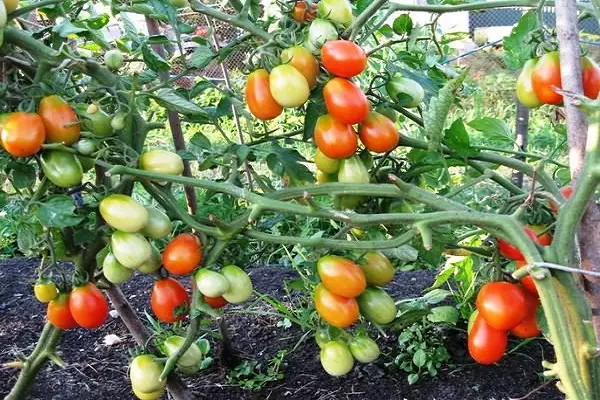 Tidiga tomater