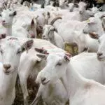 Maitiro Ekuti Goat: Nzira uye Mitemo yekuuraya kumba, kucheka zvitunha 8257_12