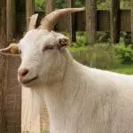 Maitiro Ekuti Goat: Nzira uye Mitemo yekuuraya kumba, kucheka zvitunha 8257_8