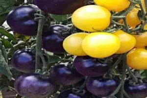 Katrangan babagan varian tomat saka blueberry krim lan agrotekken