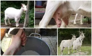 Šta učiniti i kako liječiti kozu ako jede loše i daje malo mlijeka i uzroka