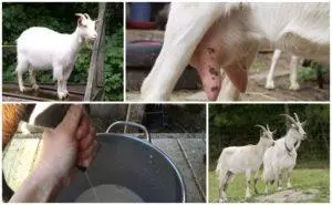 Wat te dwaan en hoe't jo goat behannelje as se min yt en lytse molke en oarsaken yt en feroarsaket