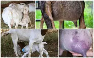 Wat te doen met een kleine hoeveelheid melk bij de geit na een gevangen en hoe te vergroten