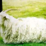 Ангорська коза: опис і батьківщина породи, особливості вовни і зміст 8270_1