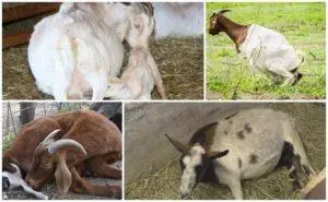 Що робити, якщо коза після окоту не встає на ноги і методи лікування