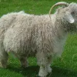 Ангорська коза: опис і батьківщина породи, особливості вовни і зміст 8270_12