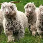 Ангорська коза: опис і батьківщина породи, особливості вовни і зміст 8270_13
