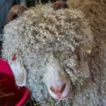 Ангорська коза: опис і батьківщина породи, особливості вовни і зміст 8270_14