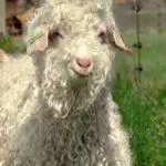 Ангорська коза: опис і батьківщина породи, особливості вовни і зміст 8270_2