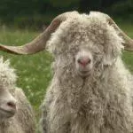 Ангорська коза: опис і батьківщина породи, особливості вовни і зміст 8270_3