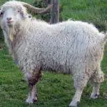Ангорська коза: опис і батьківщина породи, особливості вовни і зміст 8270_6