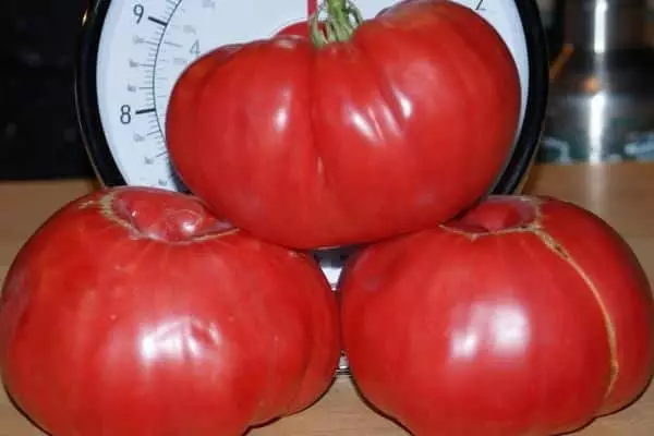 Tomaten Sugar Puddle groeiend