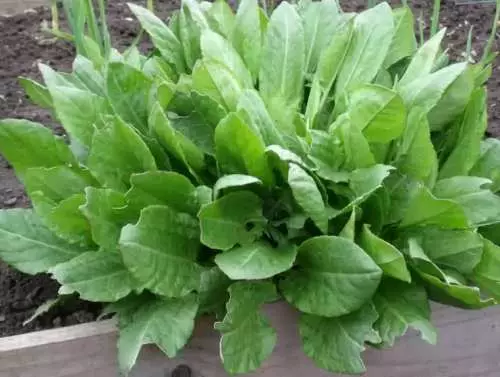 मोठ्या sorrel.