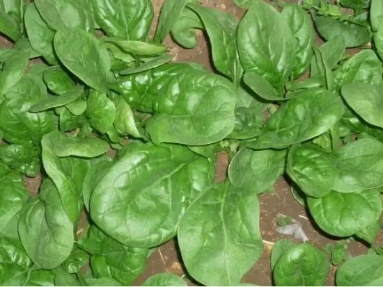 पालक sorrel.